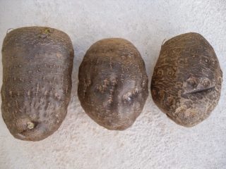 Edible Dioscorea bulbifera | The Survival Gardener