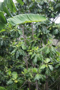 A few pictures from the new homestead | The Survival Gardener