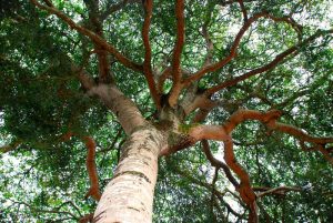 Survival Plant Profile: Stinking Toe AKA West Indian Locust | The ...