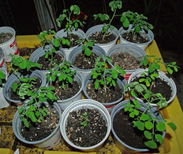 Beautiful Moringa Trees | The Survival Gardener