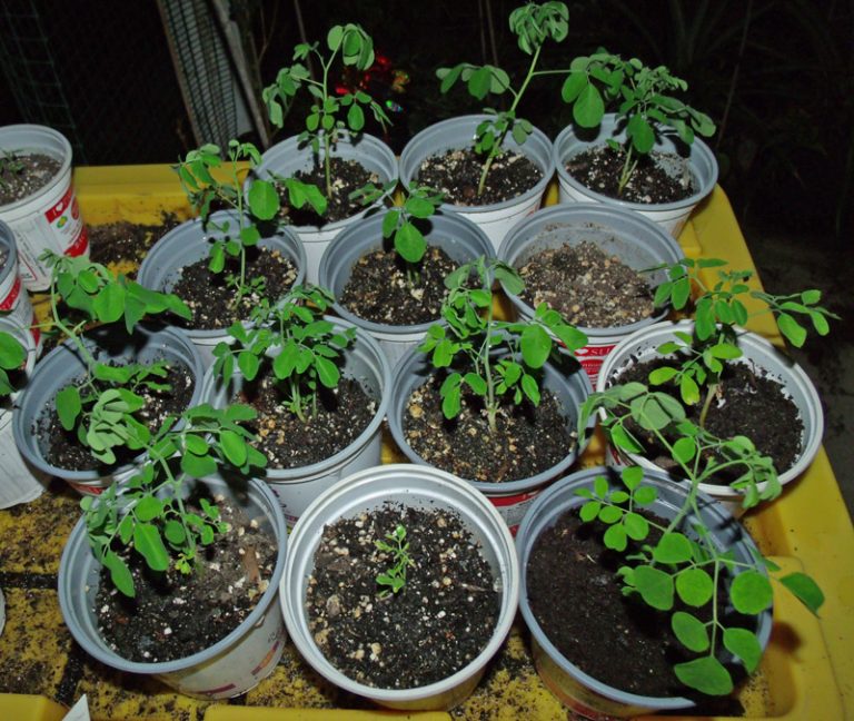 Beautiful Moringa Trees | The Survival Gardener