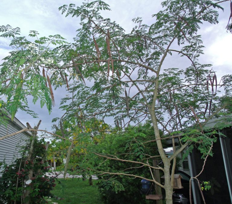 Beautiful Moringa Trees | The Survival Gardener