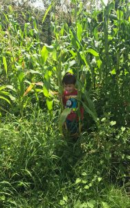 Your Florida Gardening Success | The Survival Gardener