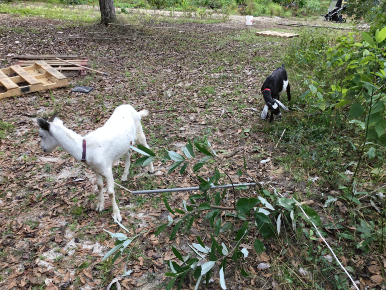 Portable Goat/Sheep Tractors and Tying Out Goats Safely | The Survival ...