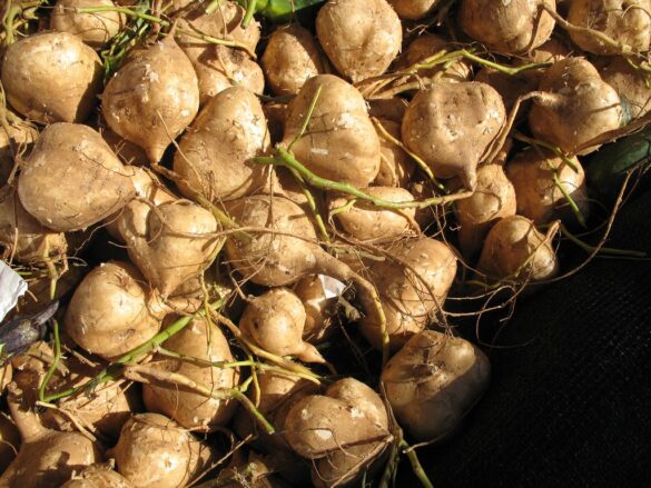 Jicama: A True Survival Plant | The Survival Gardener