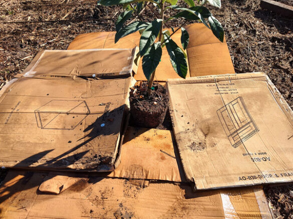 Planting a Tree WITHOUT Digging a Hole! | The Survival Gardener