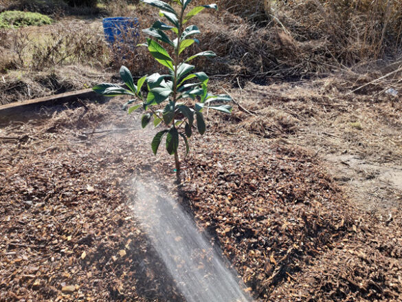 Planting a Tree WITHOUT Digging a Hole! | The Survival Gardener
