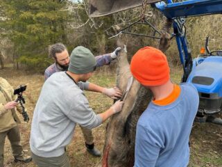 Backyard Pig Butchering: From Slaughter to Meat in the Freezer | The ...