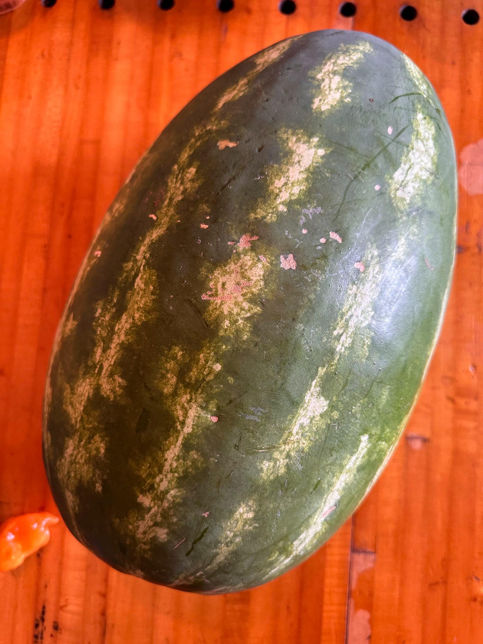 Watermelons and weeds and it's HOT HOT HOT! | The Survival Gardener